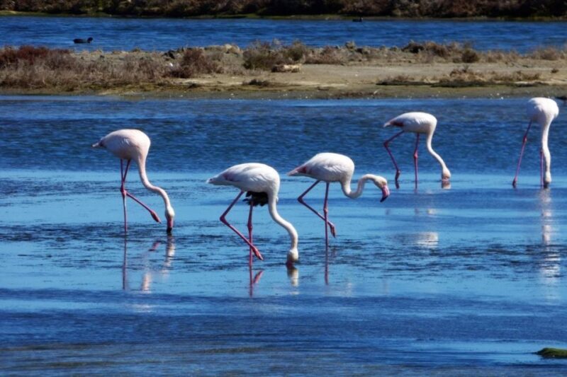 Flamingo-Birdwatching in the Ebro Delta at Sunset - In The Sum Up
