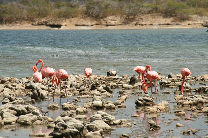 Flamingo & Mangrove Trip with Local Guide - Key Points