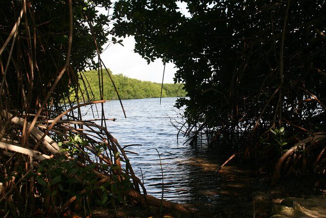 Flamingo & Mangrove Trip with Local Guide - A Balanced Dive into Bonaire’s Mangroves and Flamingos