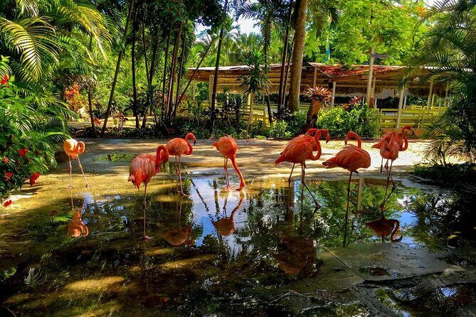 Flamingo March & Pirates Adventure Tour Nassau - An In-Depth Look at the Tour Experience