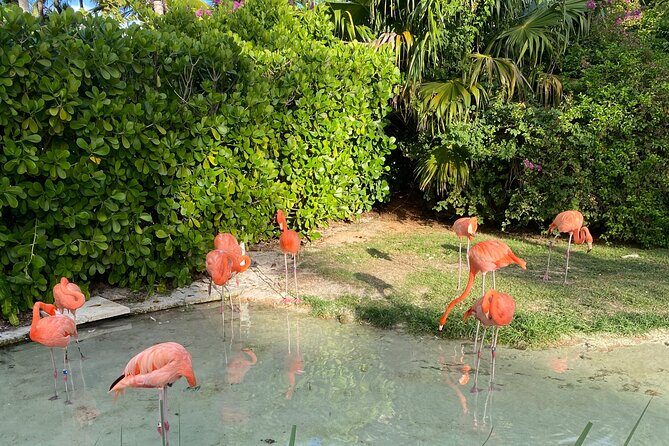Flamingo March & Pirates Adventure Tour Nassau - FAQ