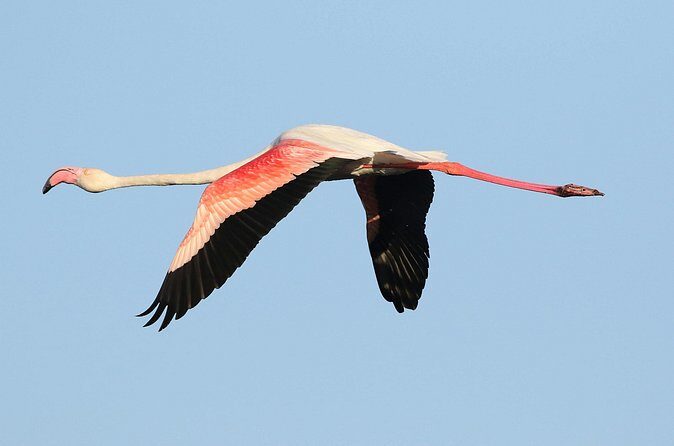 Flamingo Spotting Adventure - FAQs