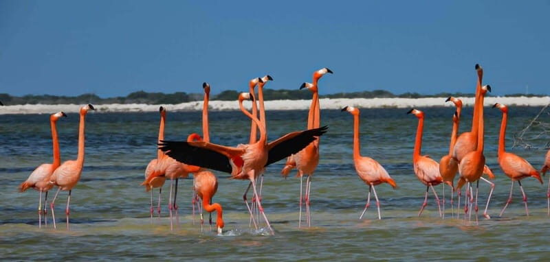 flamingo tour in Rio Lagartos, Yucatan 3 hours - Exploring the Flamingo Tour in Rio Lagartos, Yucatán: A Nature Lover’s Delight