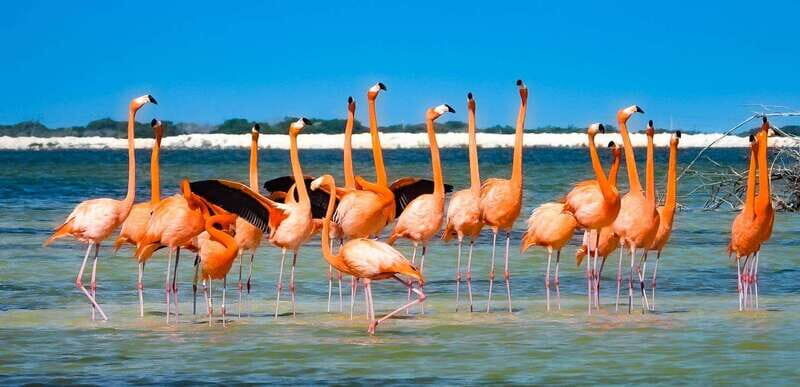 flamingo tour in Rio Lagartos, Yucatan 3 hours - Who Will Love This Tour?