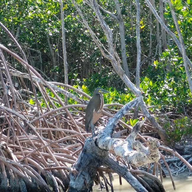 Flamingo tour Rio Lagartos, Yucatan 2 hours - The Bottom Line