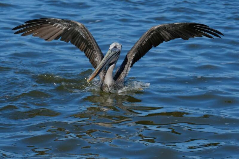 Flamingo tour Rio Lagartos, Yucatan 2 hours - FAQ