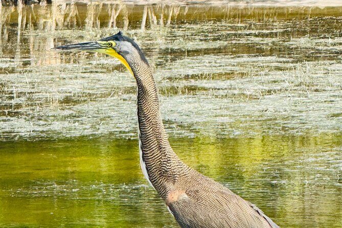 Flamingos Tour in Rio Lagartos Yucatan 2 hours - Final Thoughts: Is it Worth It?
