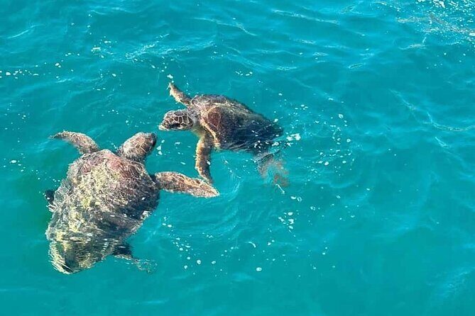 Flamingos Transparent Boat Trip and Chill at Beach (Private Trip) - An In-Depth Look at the Itinerary and Experience