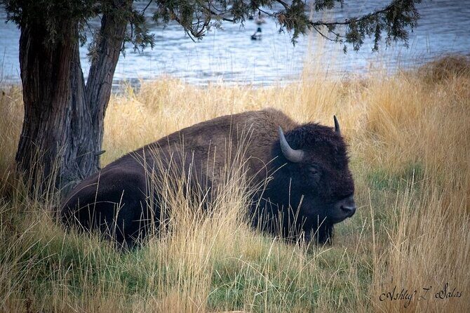 Flathead Lake & Bison Range Scenic Driving Tour - Introduction: What This Tour Offers