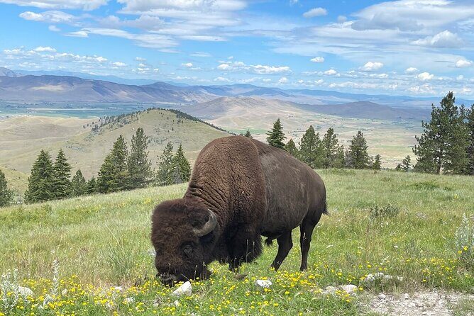 Flathead Lake & Bison Range Scenic Driving Tour - Frequently Asked Questions