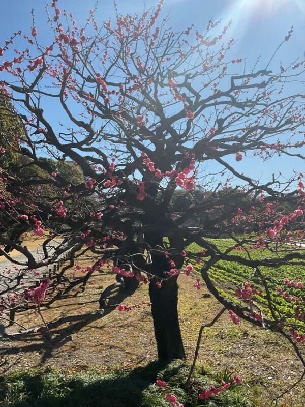 Flavors and Serenity: Tsukiji and Hamarikyu garden in Spanish - Key Points