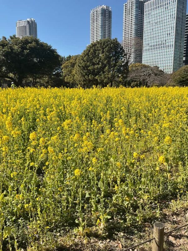 Flavors and Serenity: Tsukiji and Hamarikyu garden in Spanish - Exploring Tsukiji Market
