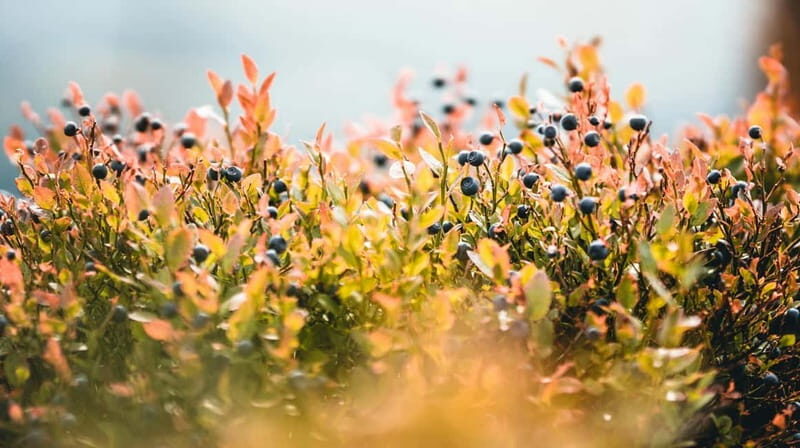 Flavour walk at the Arctic Circle - Discovering the Flavours of Sweden’s Arctic