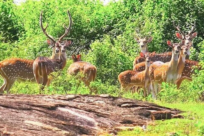 Flexible Budget Taxi Tours in Sri Lanka with English Support - Analyzing the Value