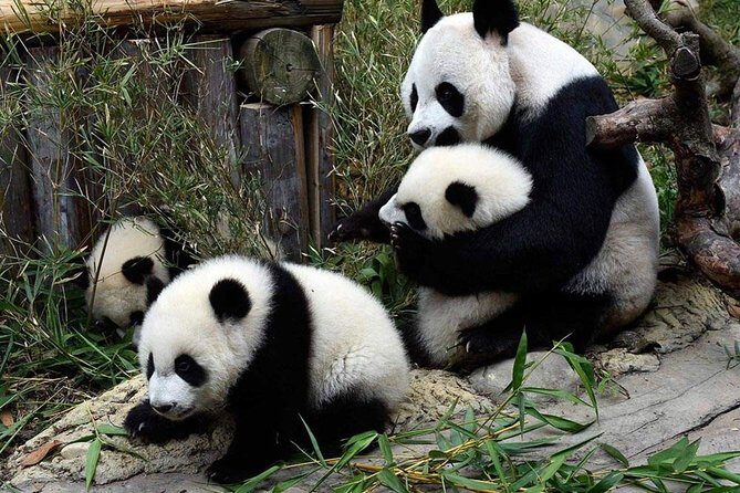 Flexible Private Chengdu Layover Tour - Who Should Book This Tour?
