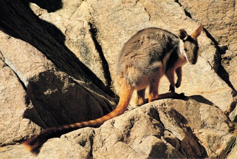 Flinders Ranges & Outback: 5-Day 4WD Tour from Adelaide - Key Points