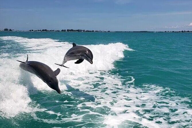 !! Flippers Fun Boat !! Dolphin Adventure Clearwater Beach! - Key Points