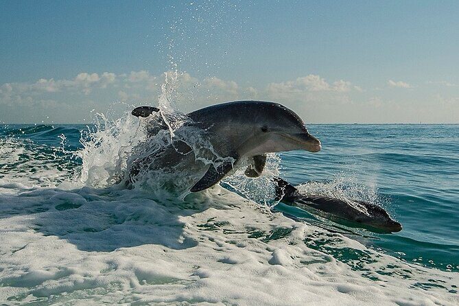 !! Flippers Fun Boat !! Dolphin Adventure Clearwater Beach! - Why This Boat Tour Stands Out