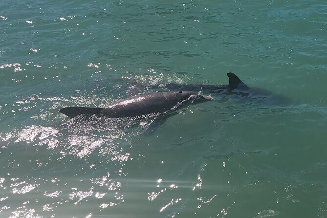 !! Flippers Fun Boat !! Dolphin Adventure Clearwater Beach! - FAQs