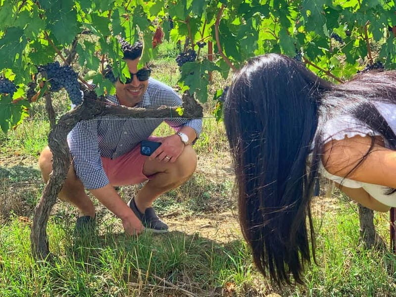 Florence: Brunello Wine Tour with Lunch at the Winery - Key Points