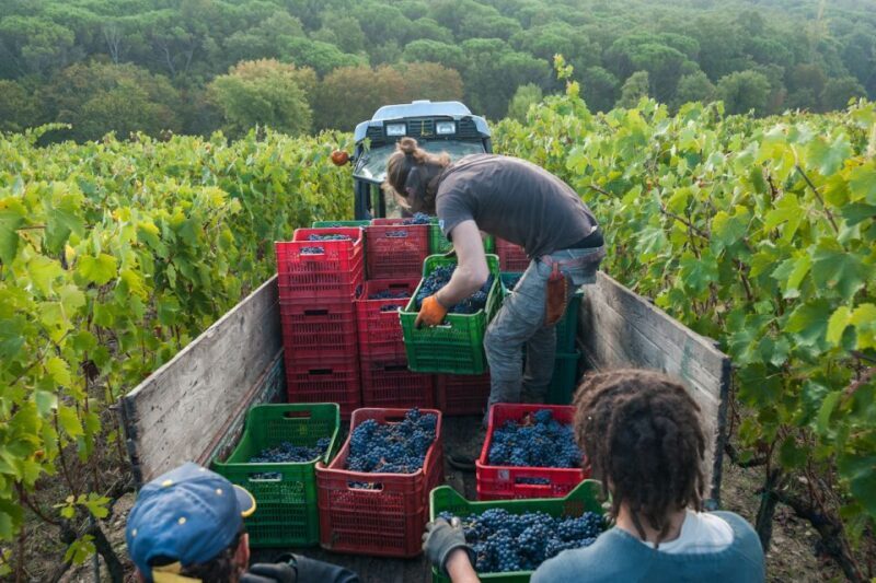 Florence: Chianti Classico Wine Region PRIVATE Tasting Trip - Key Points