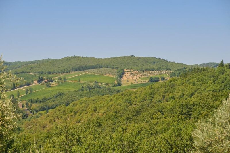 Florence: Chianti E-Bike Tour with Lunch & Two Wine Tastings - Authentic Reviews: What Real Travelers Say