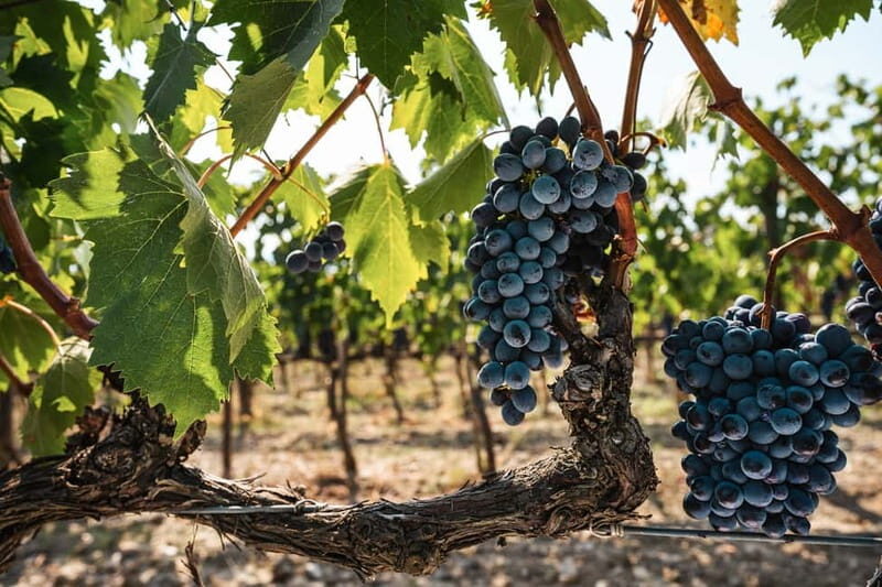 Florence: Chianti Vineyards Tour with Wine Tasting & Dinner - FAQ
