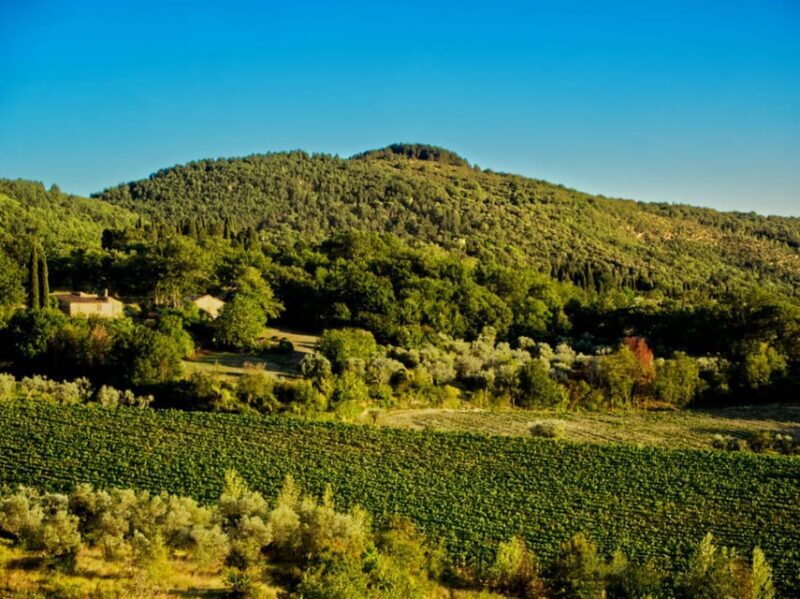 Florence: Fiesole E-Bike Tour with Olive Oil Tasting - Authentic Experiences That Stand Out