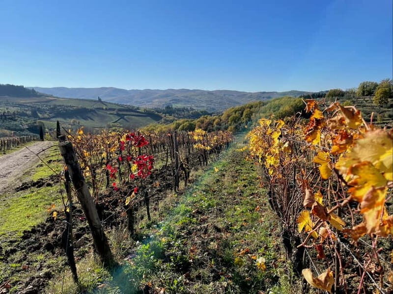 Florence: Hiking Tuscany & Chianti wine 3 wineries and lunch - The Second Winery: Olive Oil and Gourmet Lunch