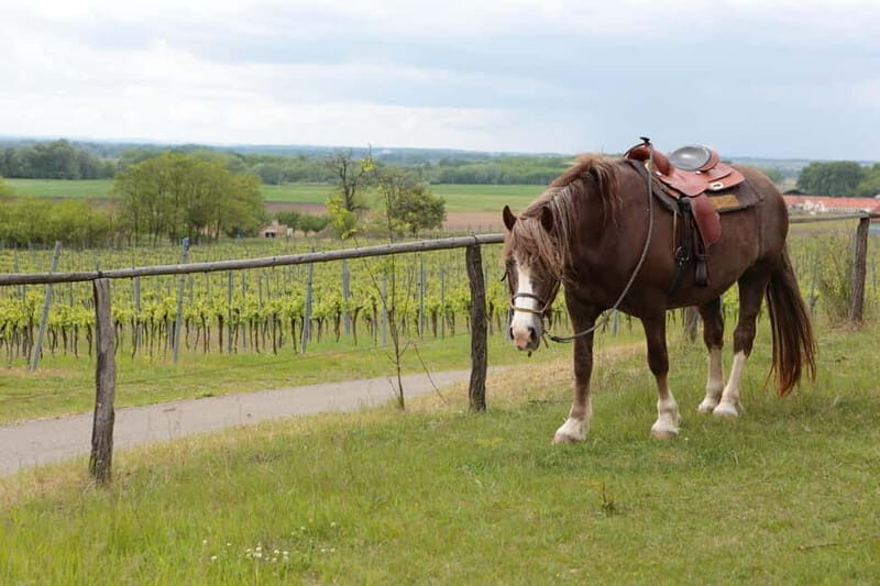 Florence: Horseback Riding, Wine Tasting & Cooking Class - The Sum Up