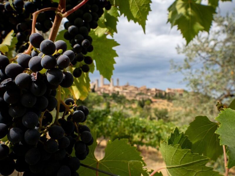 Florence or Bologna: 3 Cellar Tours in Chianti with Lunch - A Full Breakdown of What to Expect
