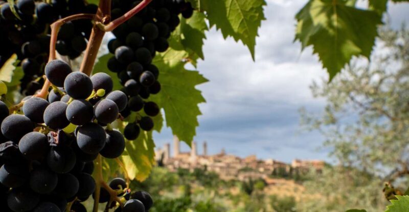 Florence or Bologna: 3 Cellar Tours in Chianti with Lunch - Who Would Enjoy This Tour?