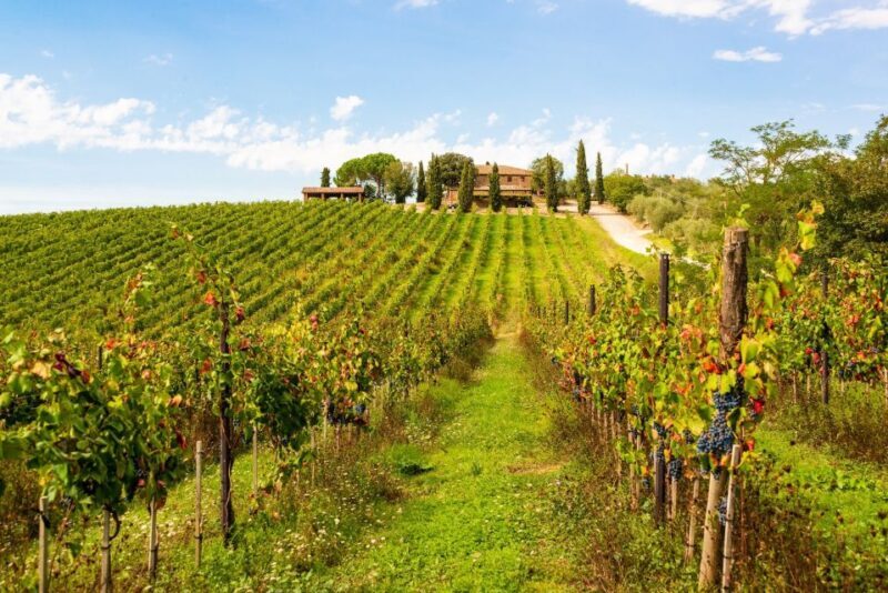 Florence: Private Half-Day Chianti Tour - Final Thoughts