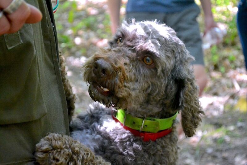 Florence: Truffle Hunting, Lunch, and Wine Tasting Tour - Who Will Love This Tour?