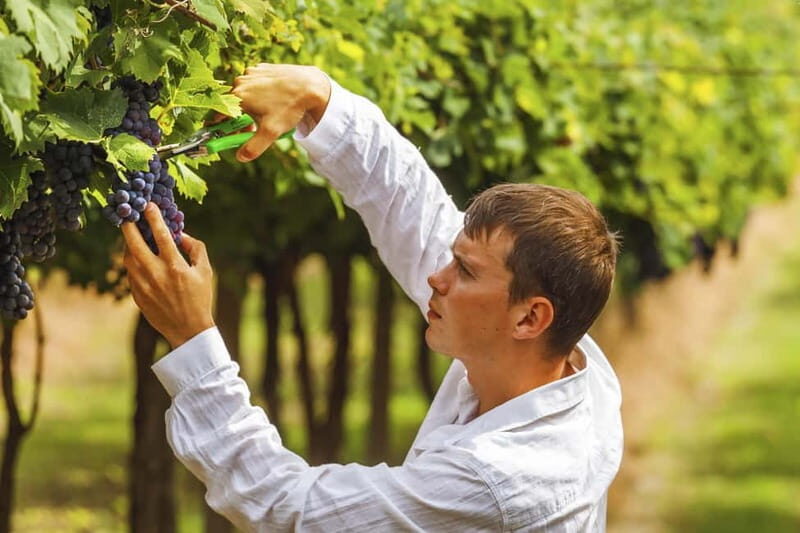 Florence: Tuscan Grape Stomping, Lunch and Wine Tasting - Starting Point and Transportation