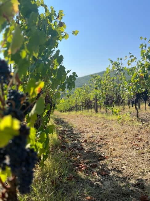 Florence: Two Wine Tastings in Tuscany+ San Gimignano - Key Points