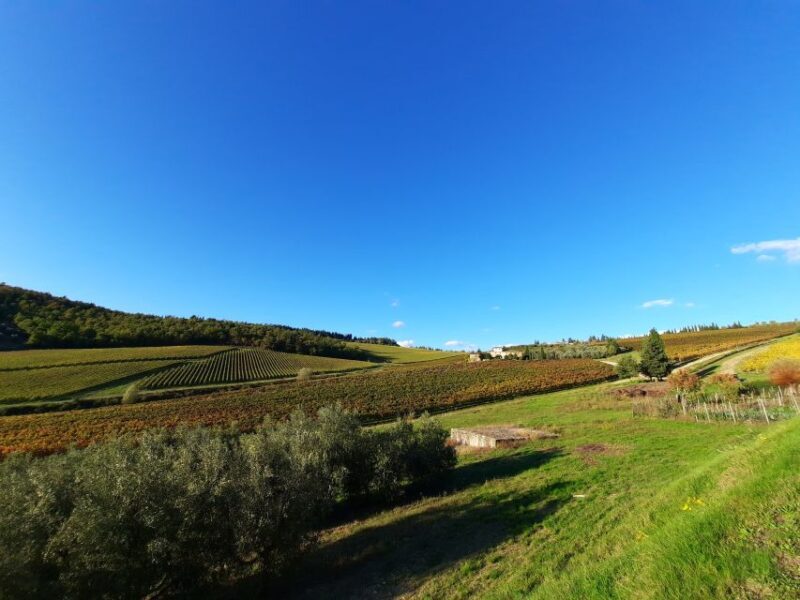 Florence Wine Tour with Traditional Lunch, Private Winery - A Closer Look at the Experience