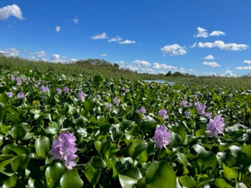 Florida: 90 Minute Everglades Cruise - An In-Depth Look at the Everglades Tour