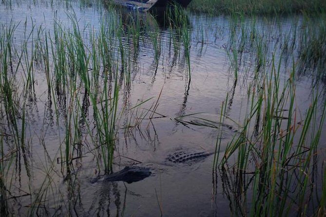 Florida Everglades Private Night Airboat Ride Tour - Authentic Reviews Reflecting Genuine Experiences
