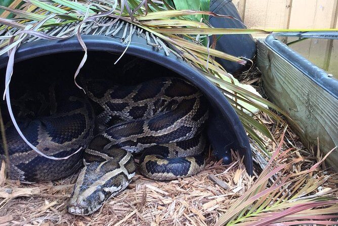Florida Everglades Private Night Airboat Ride Tour - FAQs