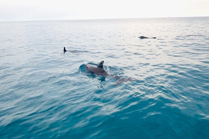 Florida Keys Backcountry Eco Tour from Big Pine Key - An In-Depth Look at the Experience