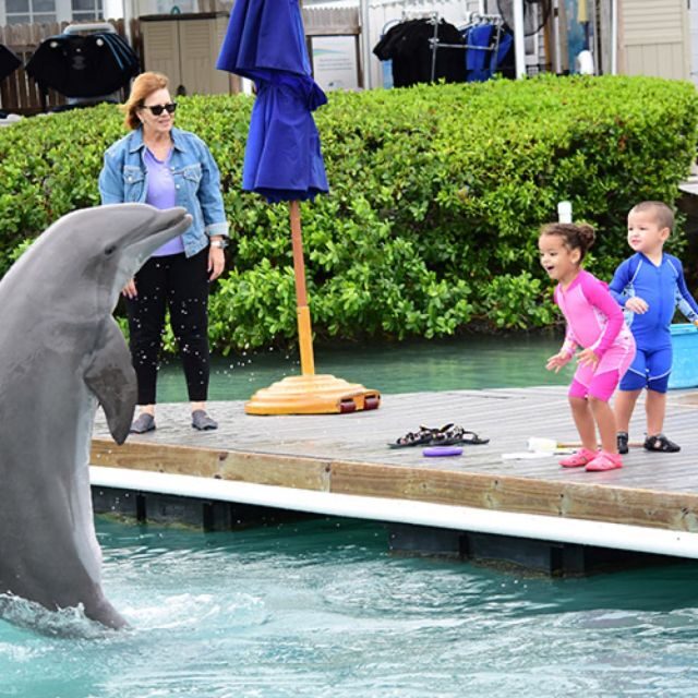 Florida Keys: Dockside Dolphin Experience - A Closer Look at the Experience
