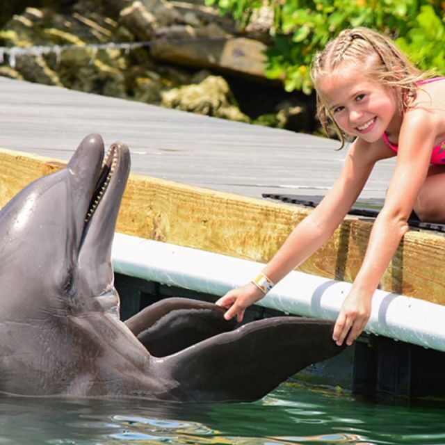 Florida Keys: Dockside Dolphin Experience - Who Is This Experience Best For?
