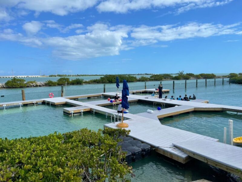 Florida Keys: Dockside Dolphin Experience - Final Thoughts