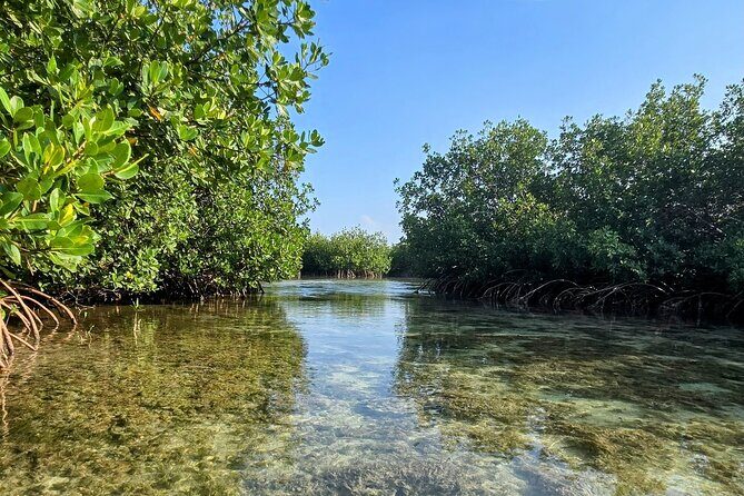 Florida Keys Kayak And Paddleboard Rentals - The Sum Up