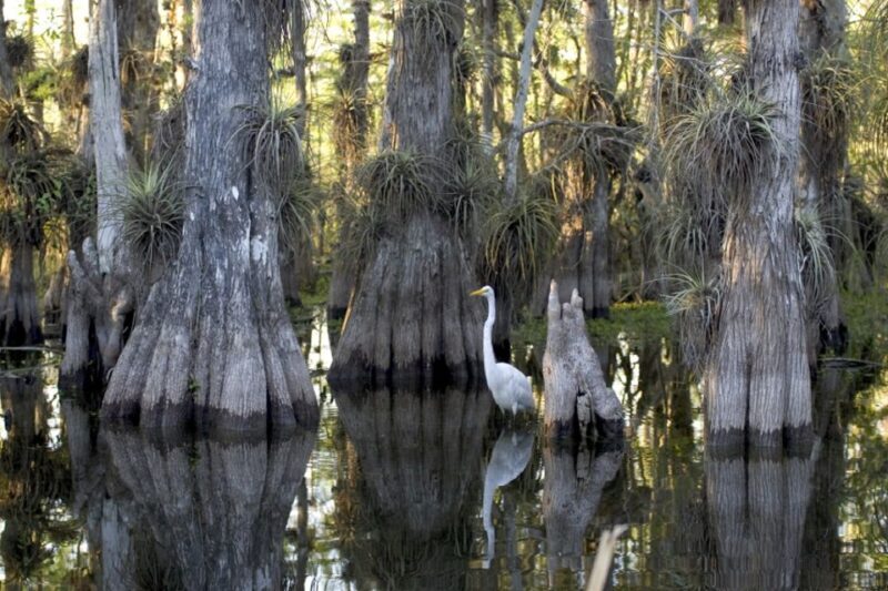 Florida Keys: Key West Kayak Eco Tour with Nature Guide - Key Points