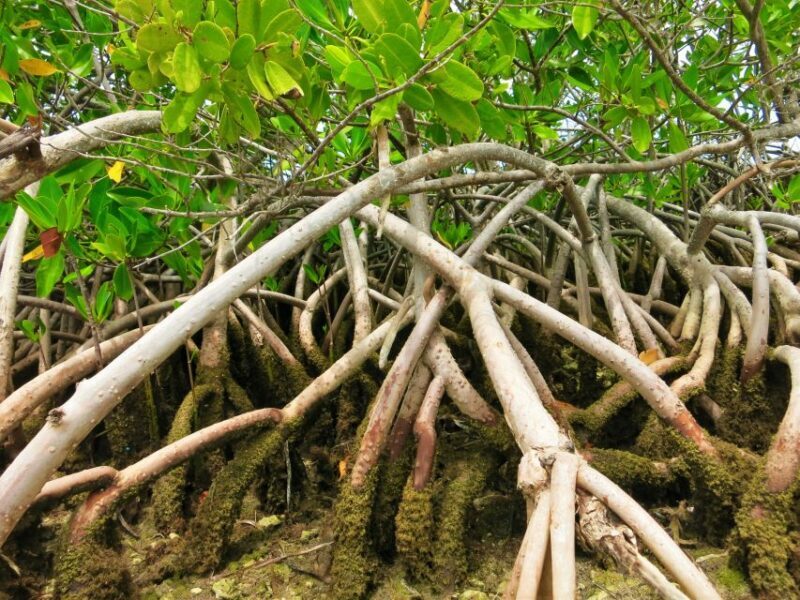 Florida Keys: Key West Kayak Eco Tour with Nature Guide - Why You Should Consider This Tour