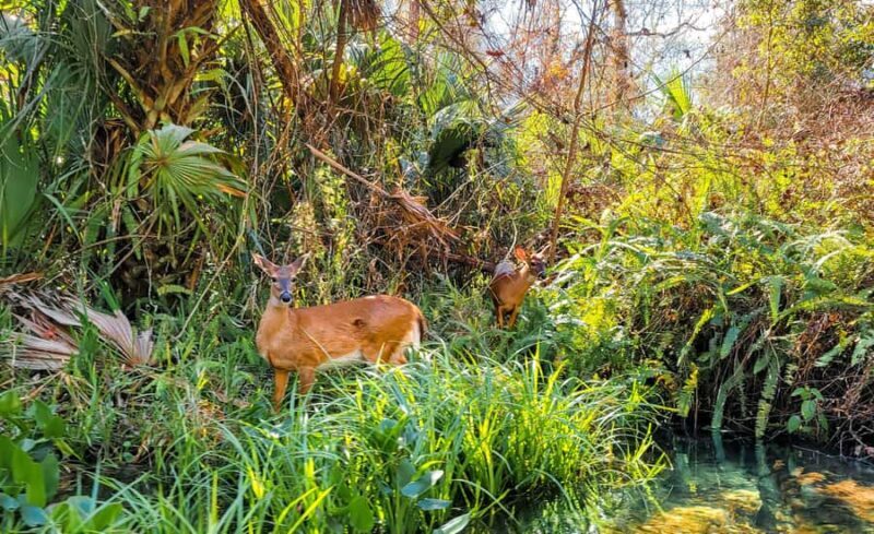 Florida: Rock Springs Run Clear Kayak Adventure - The Return Float: Relaxing and Scenic