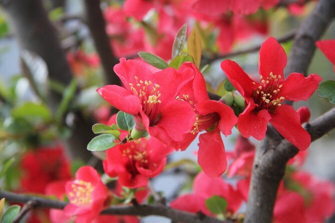 Flower day-trip in Beijing Olympic Forest Park - Final Thoughts: Who Will Love This Tour?