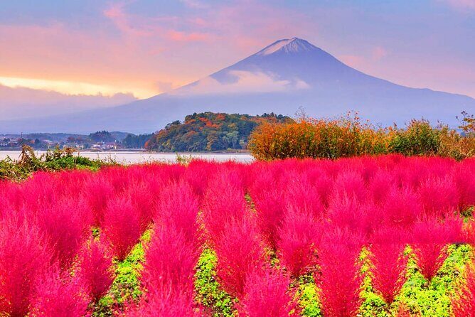 Flower Viewing at Kawaguchiko & Mt. Fuji Day Tour with Kusa Mochi - Key Points